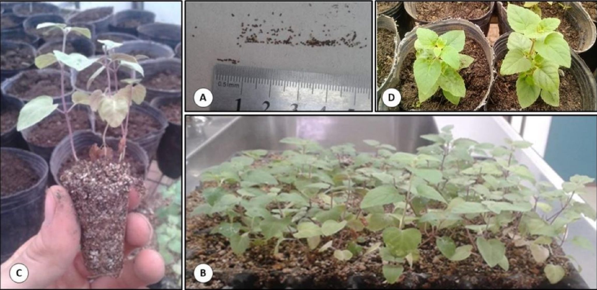 La yerbatera Cbsé es la primera en cultivar peperina. Se salvaría de la ...